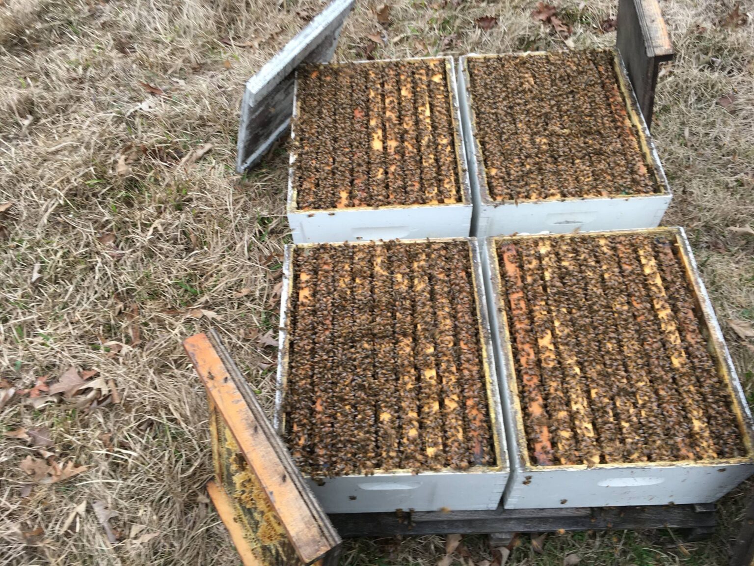 5-Frame Nuc, Qty: 1-10 - Wild Comb